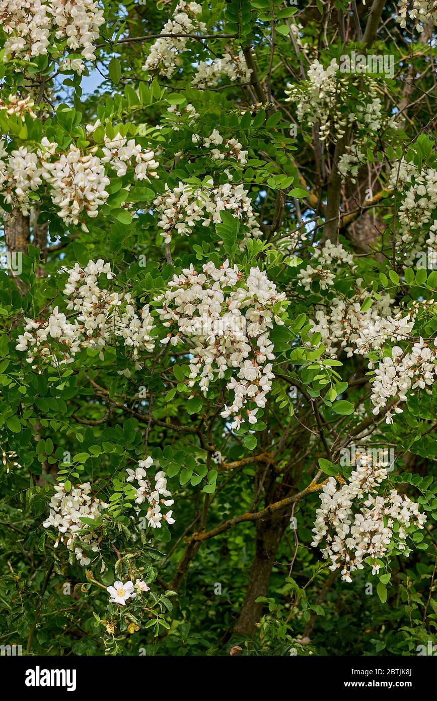 Robinia pseudoacacia in bloom Stock Photo - Alamy