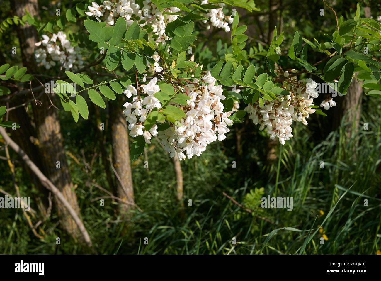 Robinia pseudoacacia in bloom Stock Photo - Alamy
