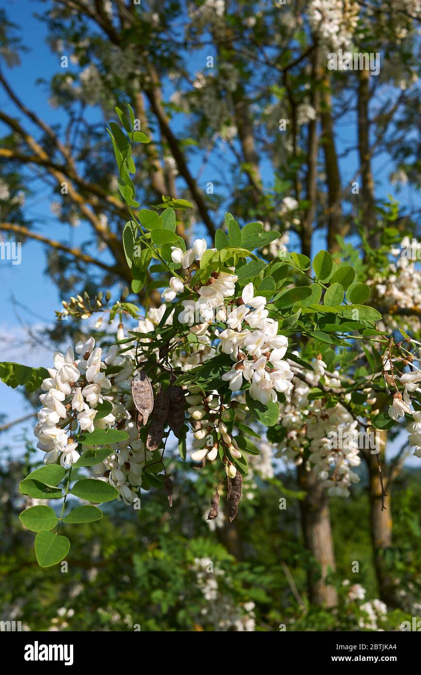 Robinia pseudoacacia in bloom Stock Photo - Alamy