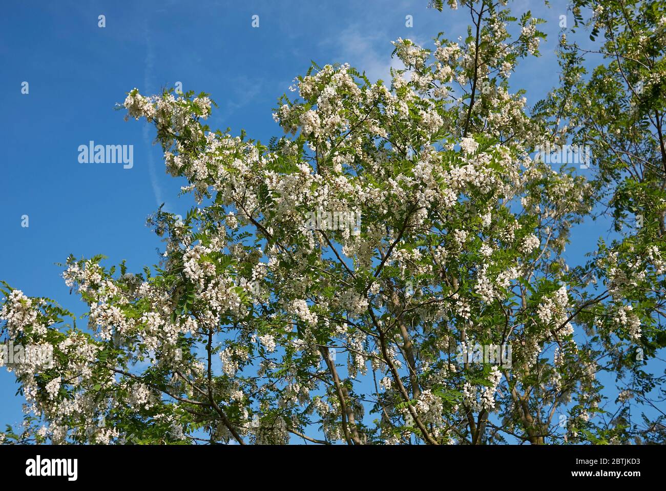 Robinia pseudoacacia in bloom Stock Photo - Alamy