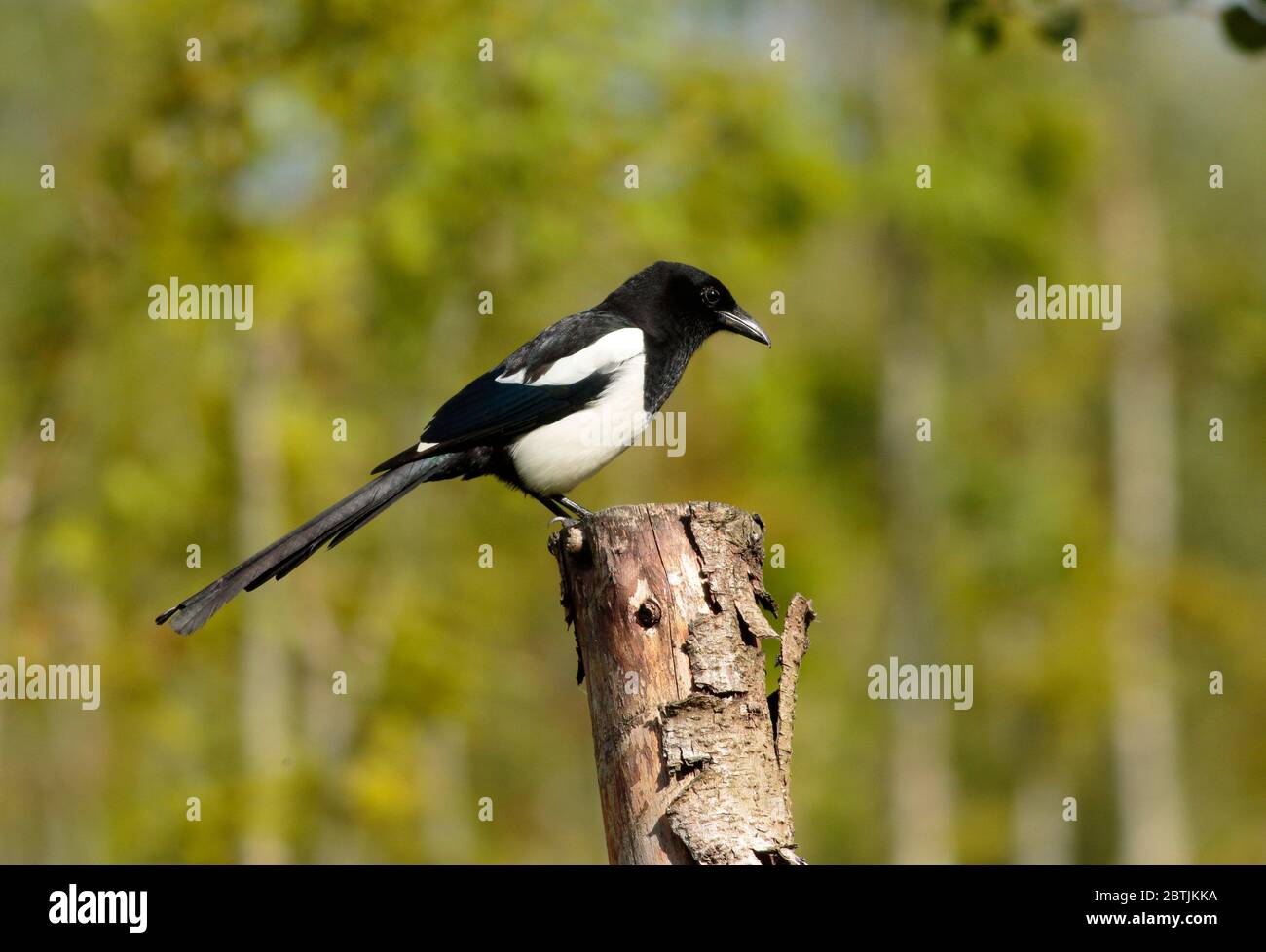Magpie Feather High Resolution Stock Photography and Images - Alamy