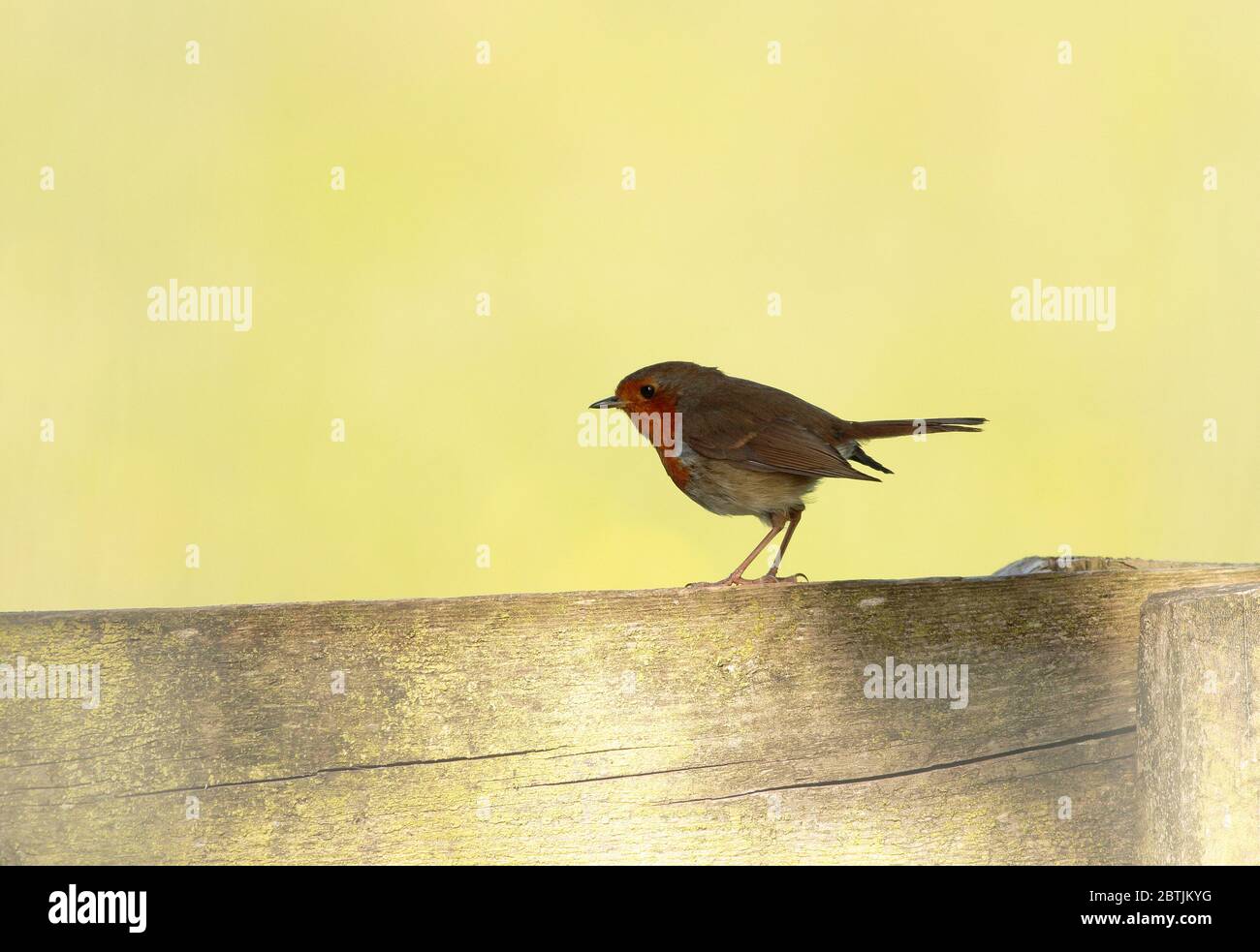 Robin behaviour hi-res stock photography and images - Alamy