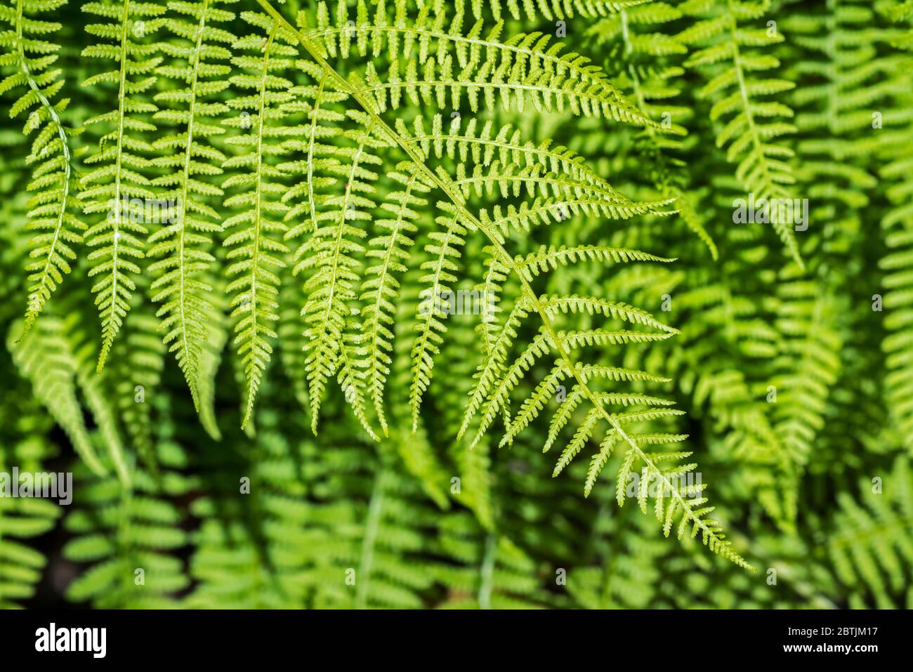 Fern garden japanese hi-res stock photography and images - Alamy