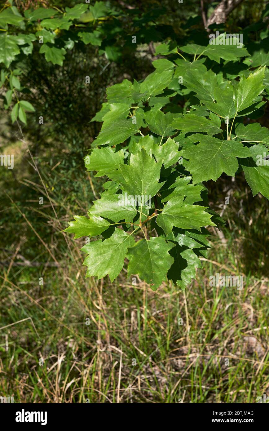 Sorbus torminalis wild service tree hi-res stock photography and images ...