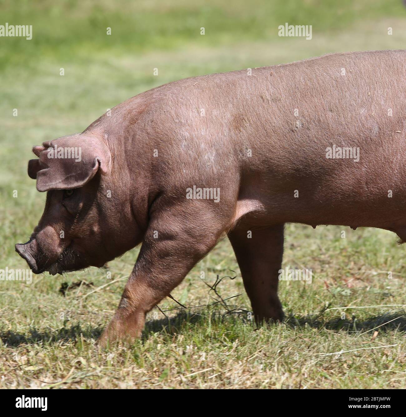 Free range pig posing on pasture at animal farm Stock Photo - Alamy