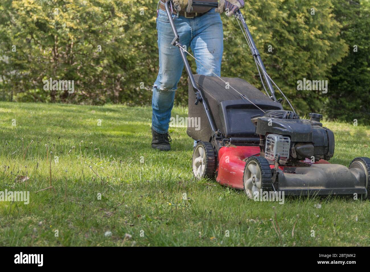 Old red push lawn mower cutting grass in blue jeans sunny shady spring ...