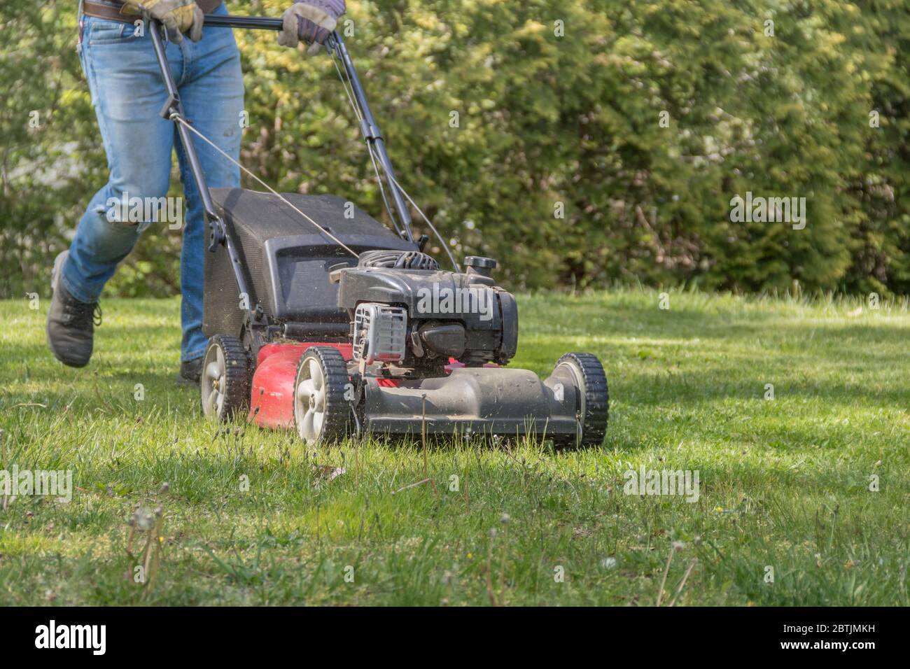 Old red push lawn mower cutting grass in blue jeans sunny shady spring ...
