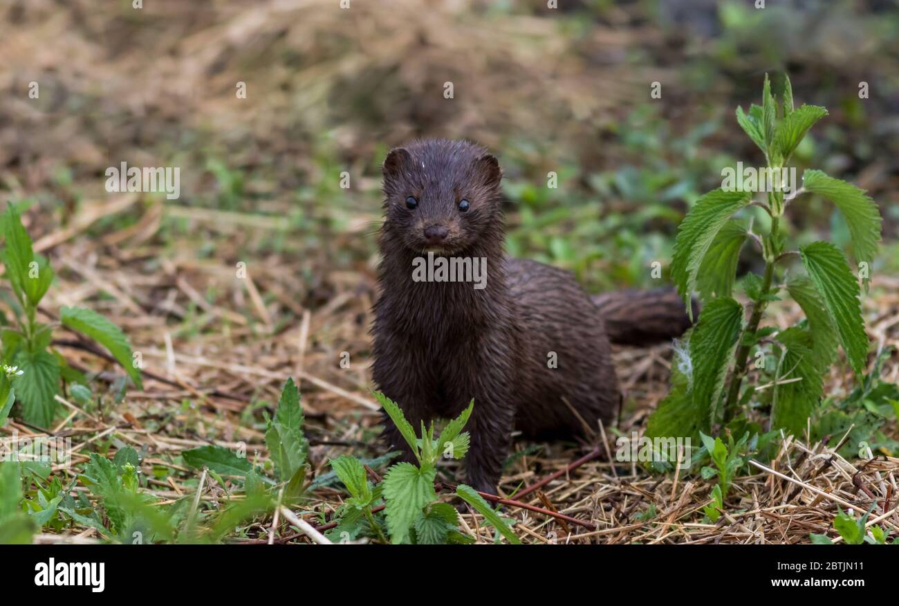 Brown mink coat hi-res stock photography and images - Alamy