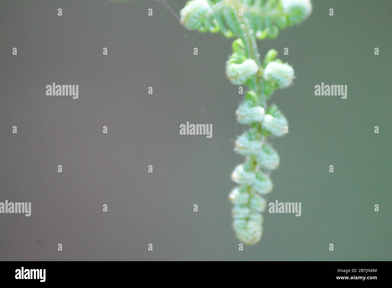 Daisy roots hi-res stock photography and images - Alamy