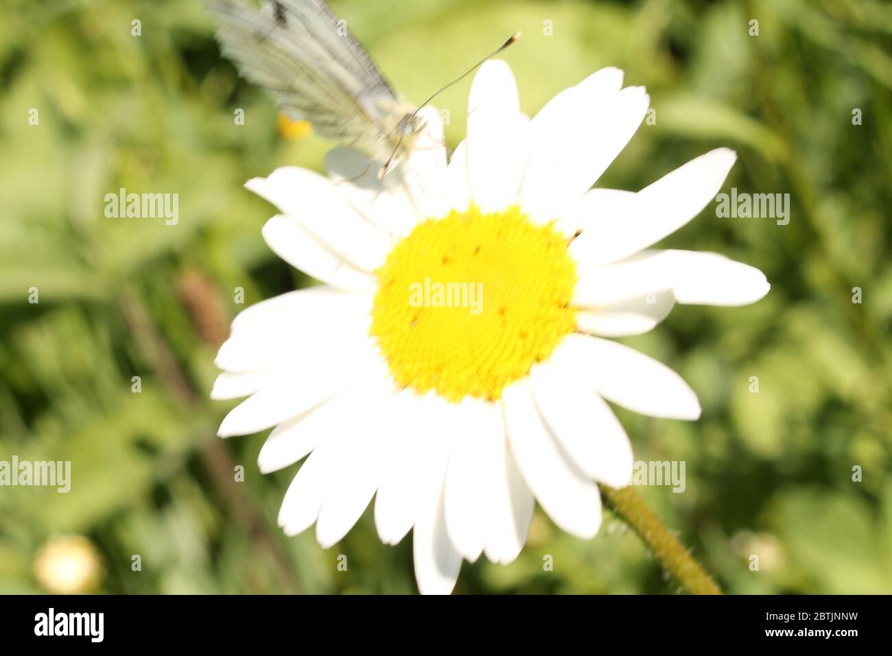 Daisy roots hi-res stock photography and images - Alamy