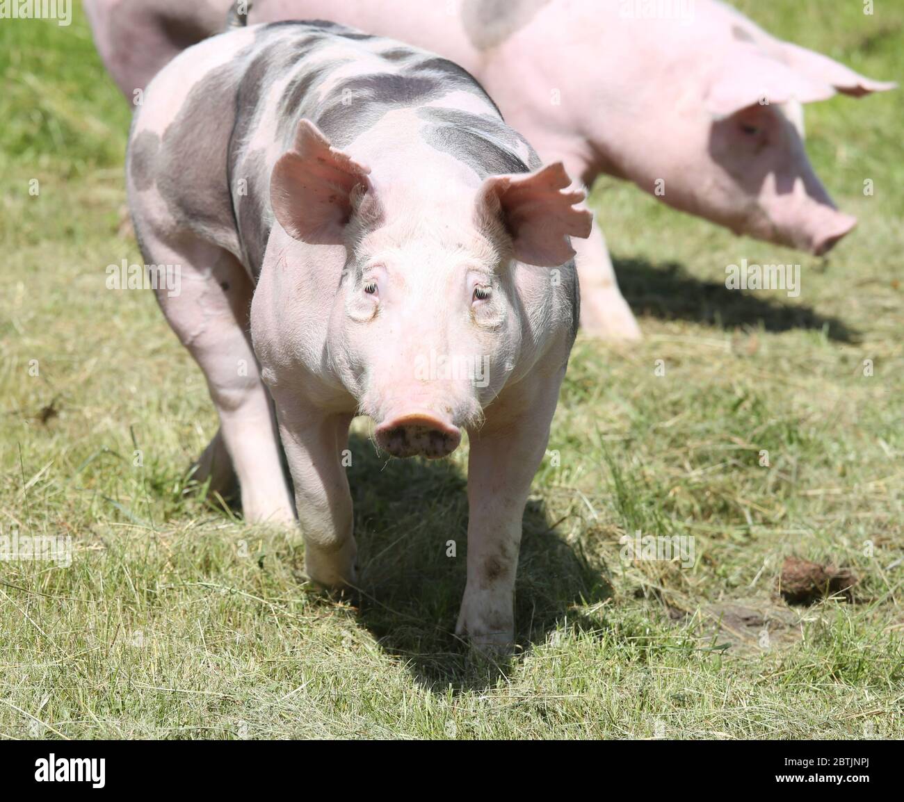 Spotted pigs in the pigpen hi-res stock photography and images - Alamy
