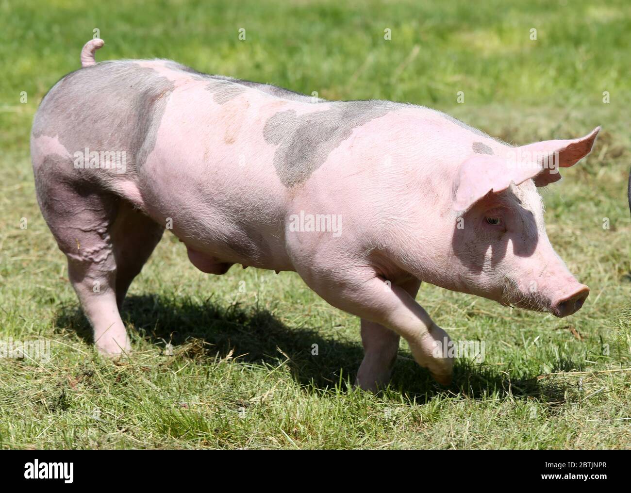 Spotted pigs pigpen hi-res stock photography and images - Alamy