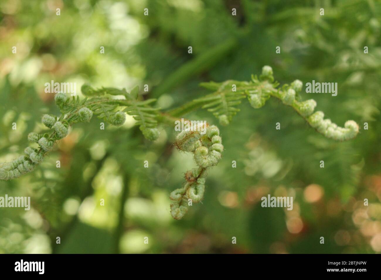 Daisy roots hi-res stock photography and images - Alamy