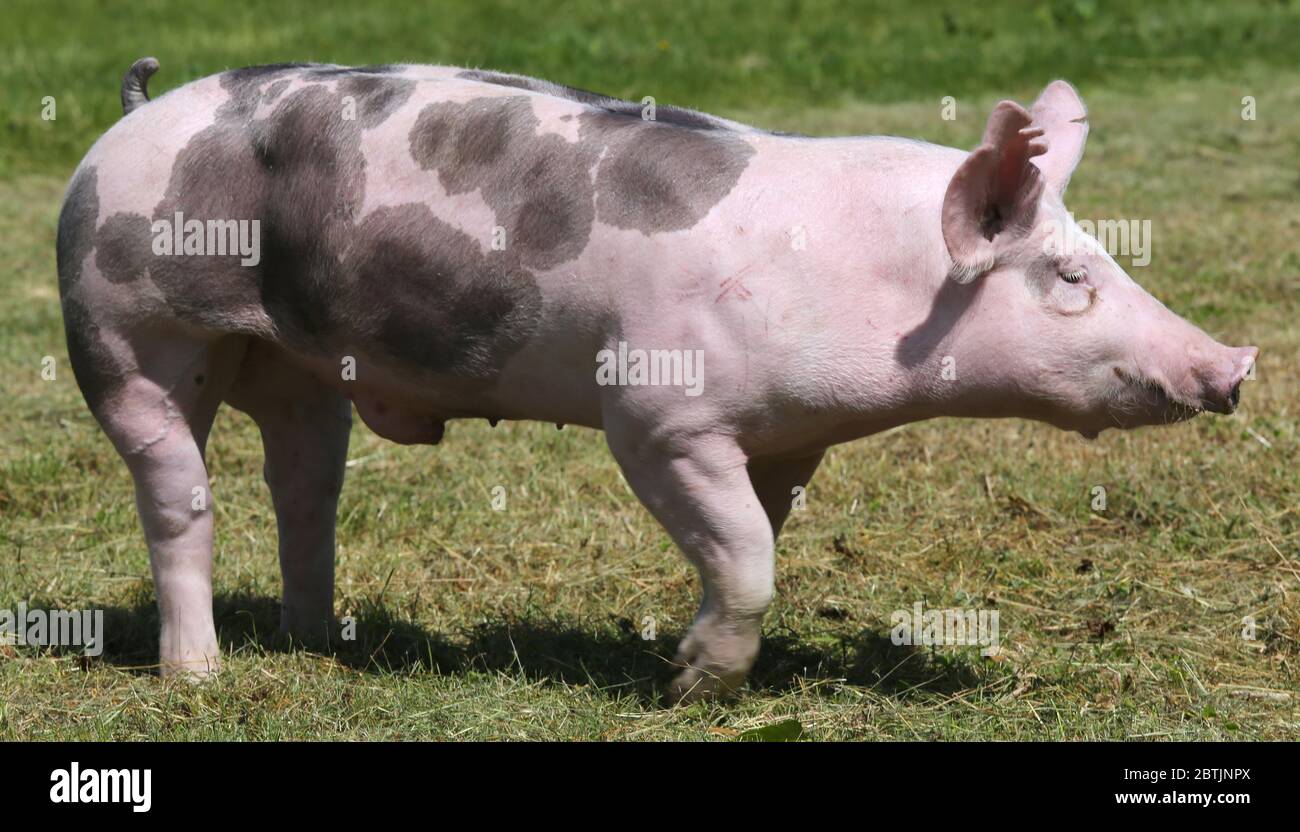 multicolored spotted piglet posing in the field. Young pig pose on ...