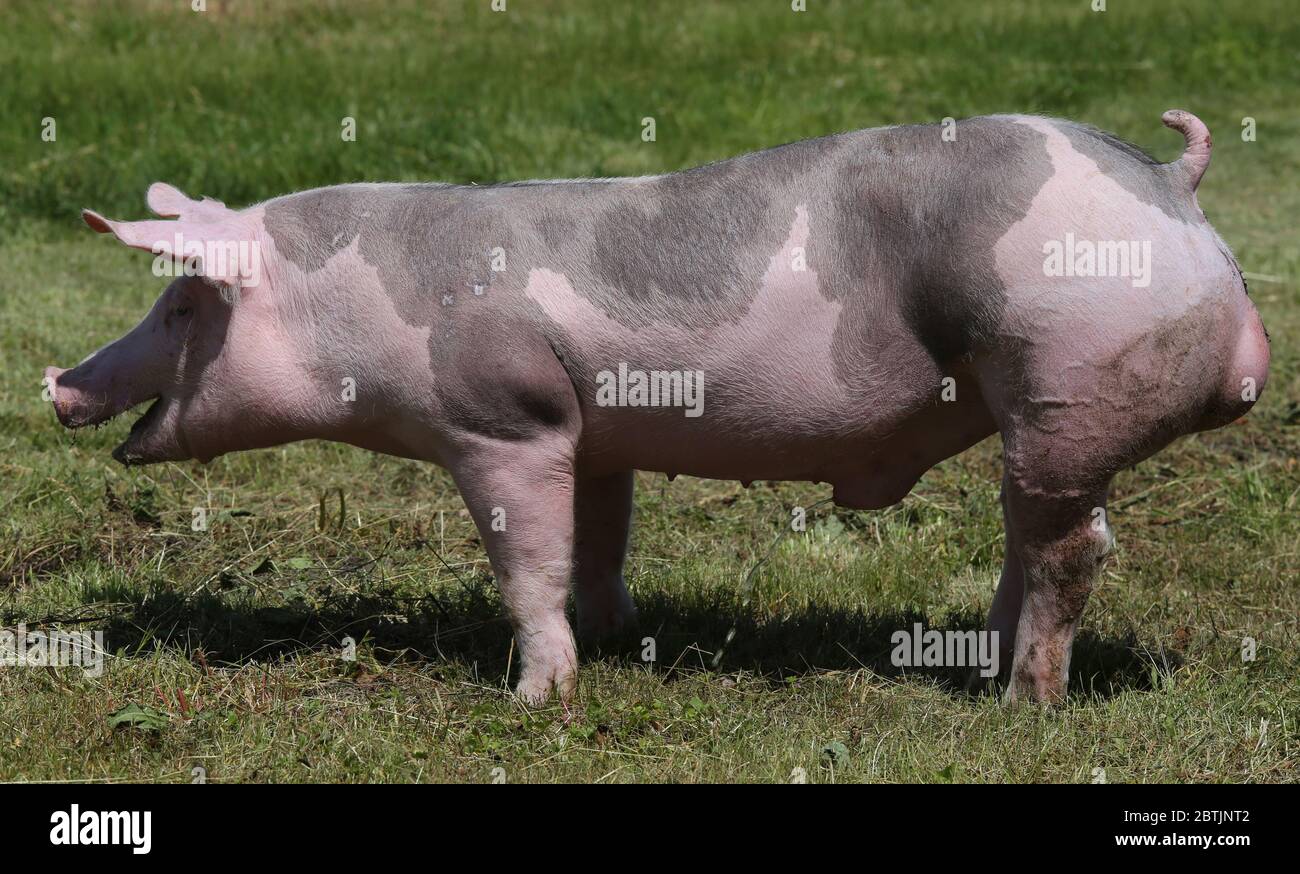 multicolored spotted piglet posing in the field. Young pig pose on ...