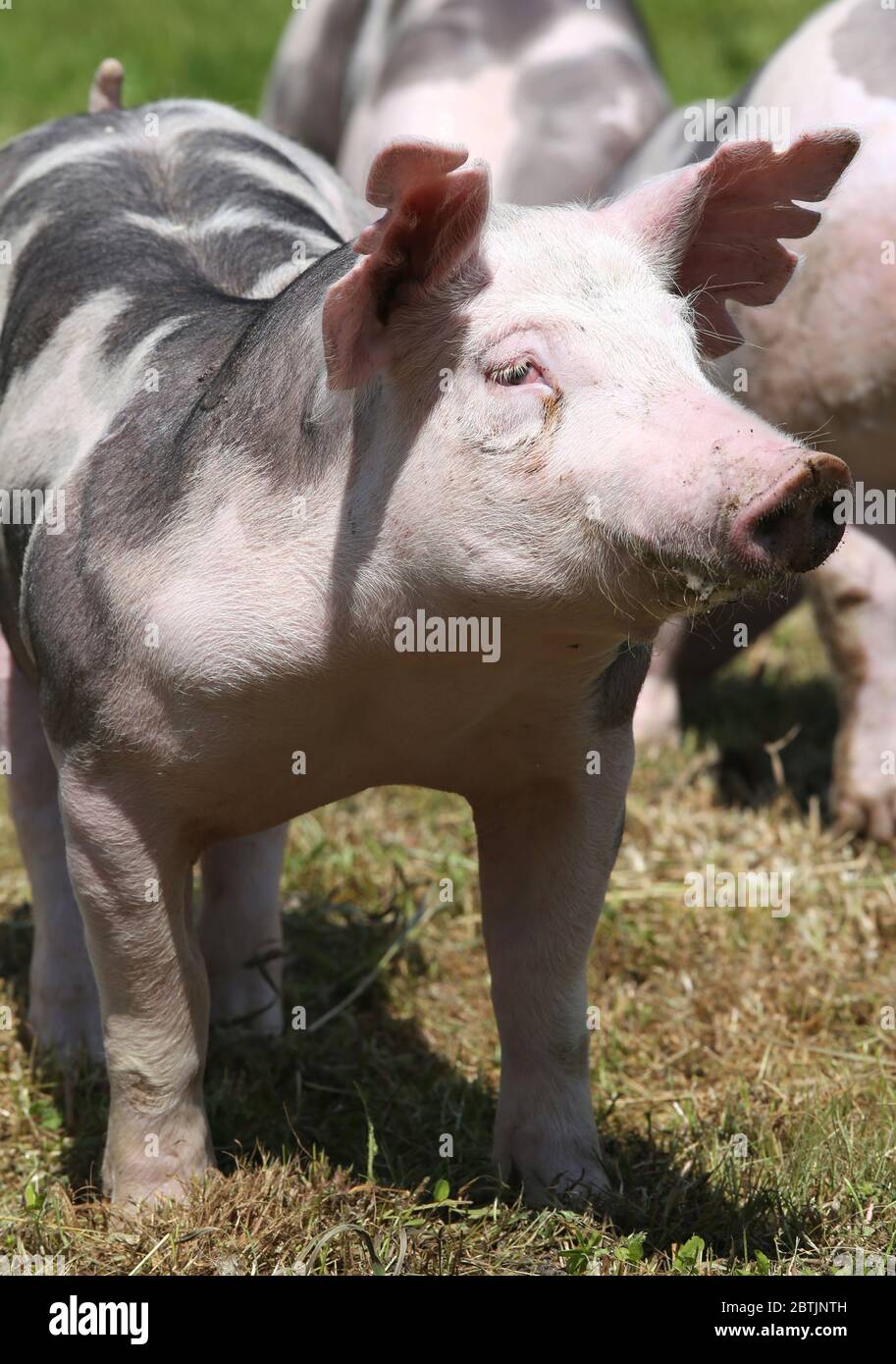Spotted pigs in the pigpen hi-res stock photography and images - Alamy
