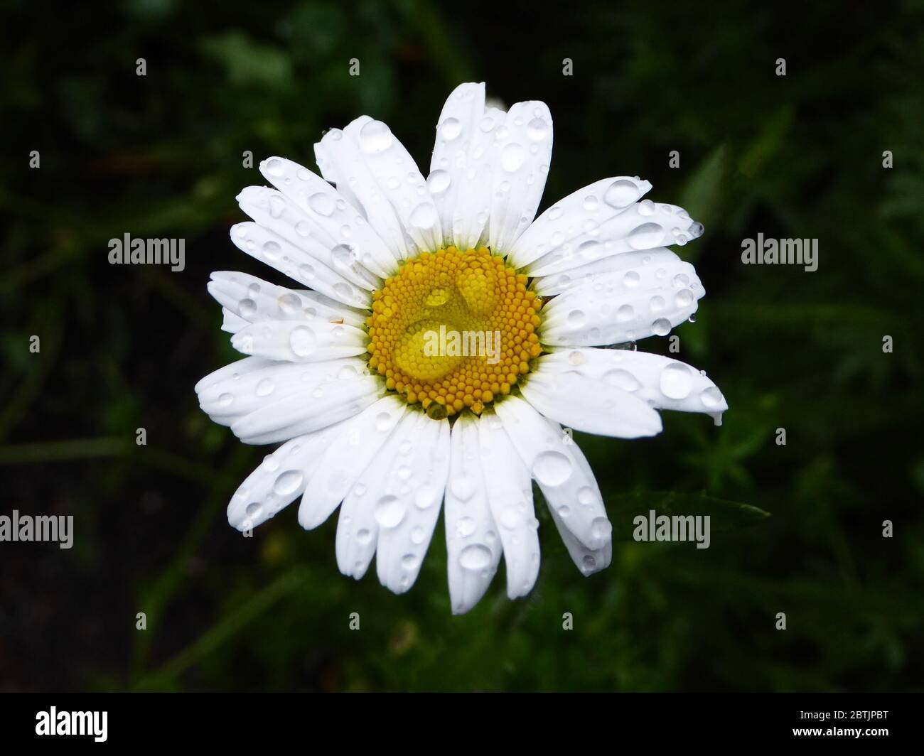 Beautiful white flower head in the garden on a cloudy day in germany ...