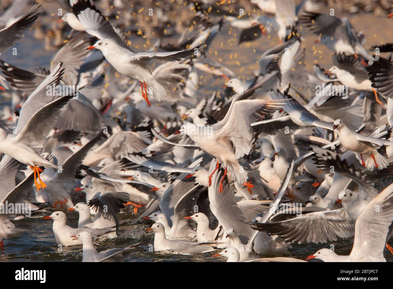A huge flock of birds (Sea Gulls) swarming Lakhota Lake in Gujarat ...