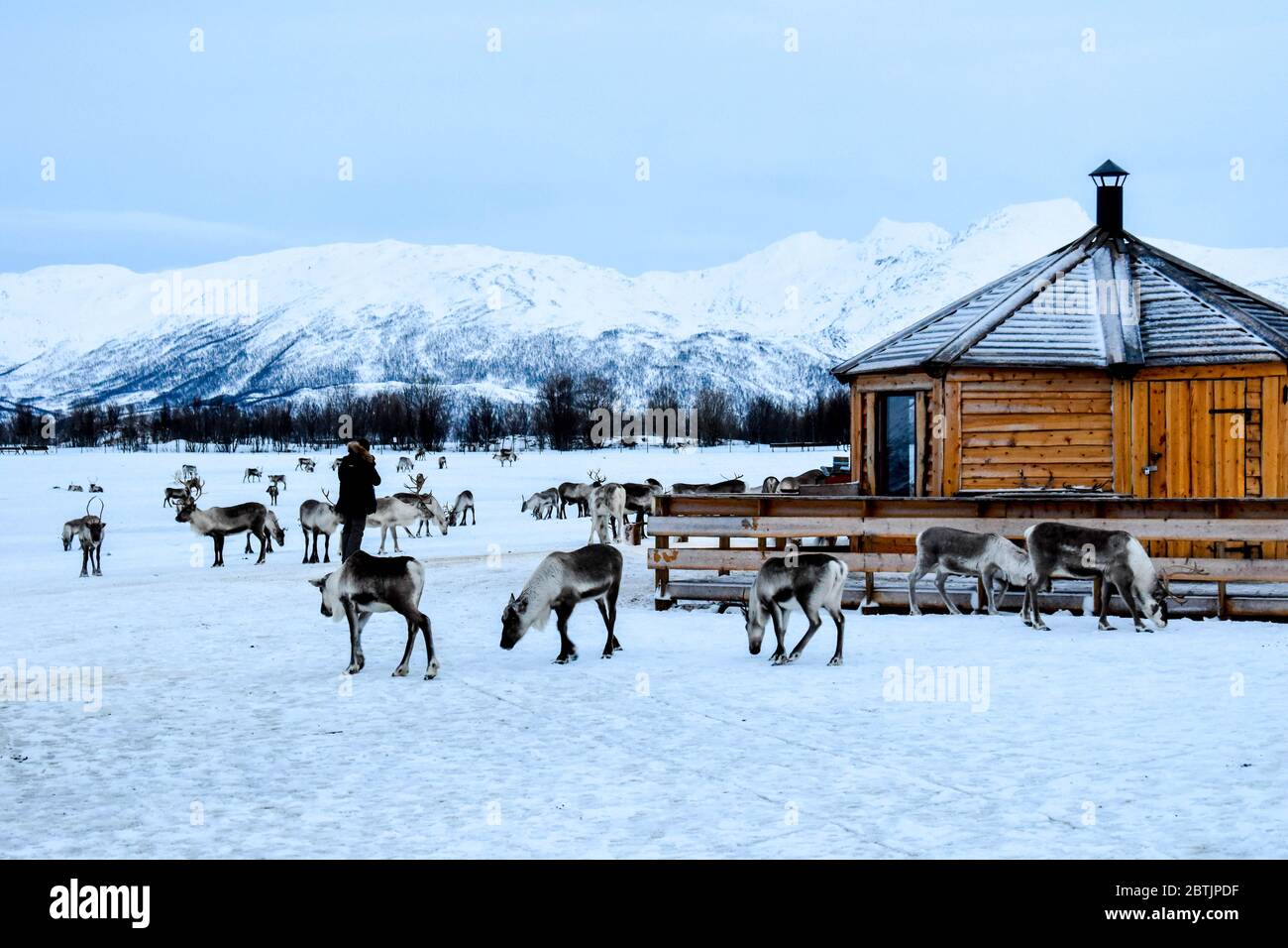 Traditional Sami camp with reindeer herd near Tromso Stock Photo - Alamy
