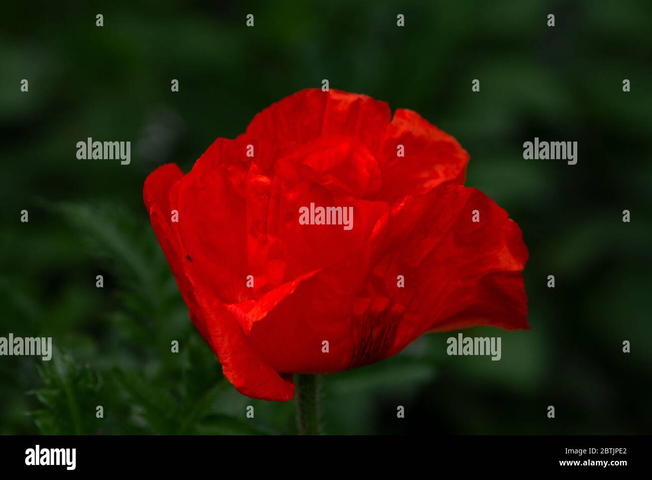 Beautiful red flower head in the garden on a cloudy day in germany ...
