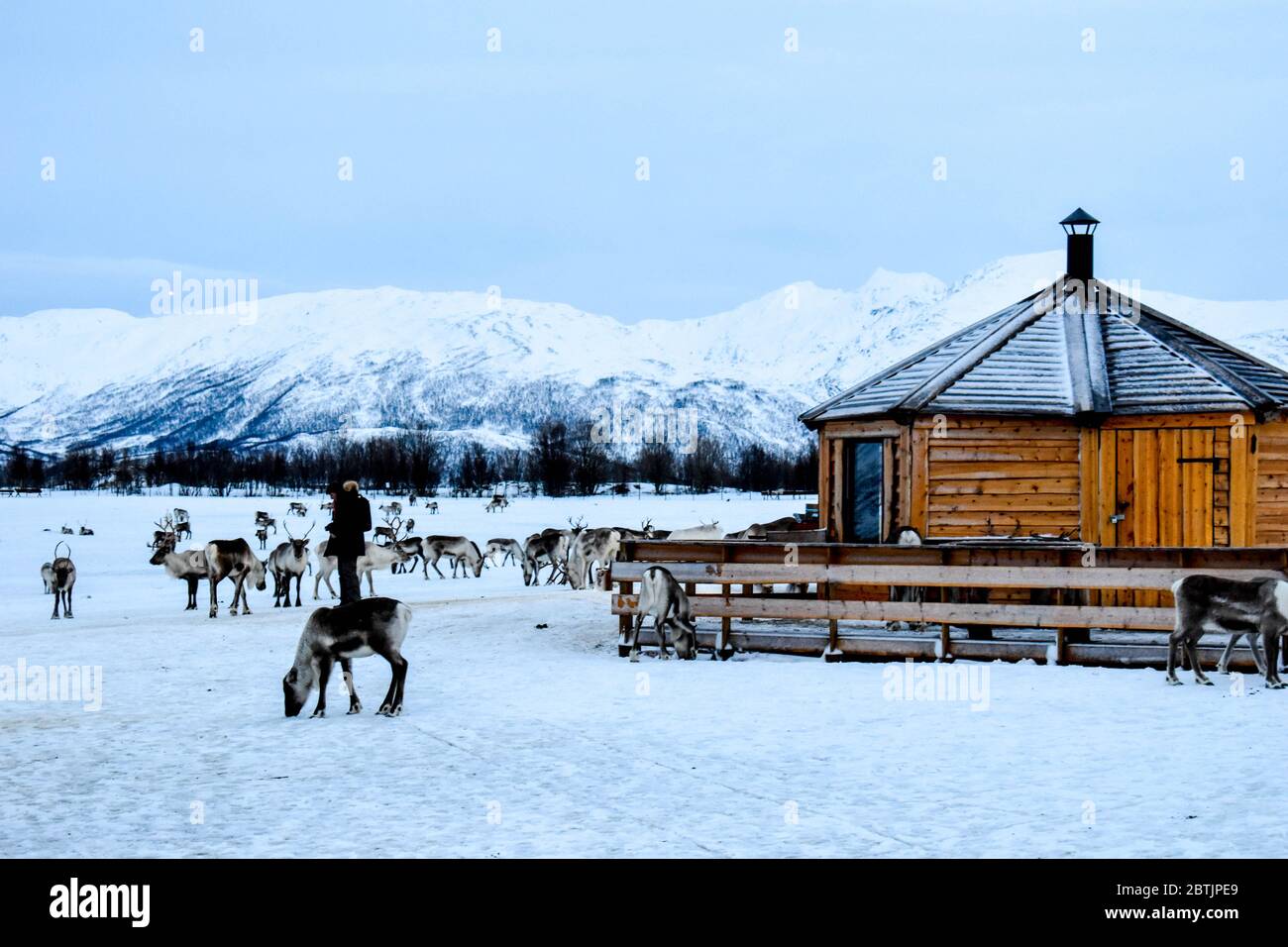 Reindeers in Sami camp in winter, Tromso Stock Photo - Alamy