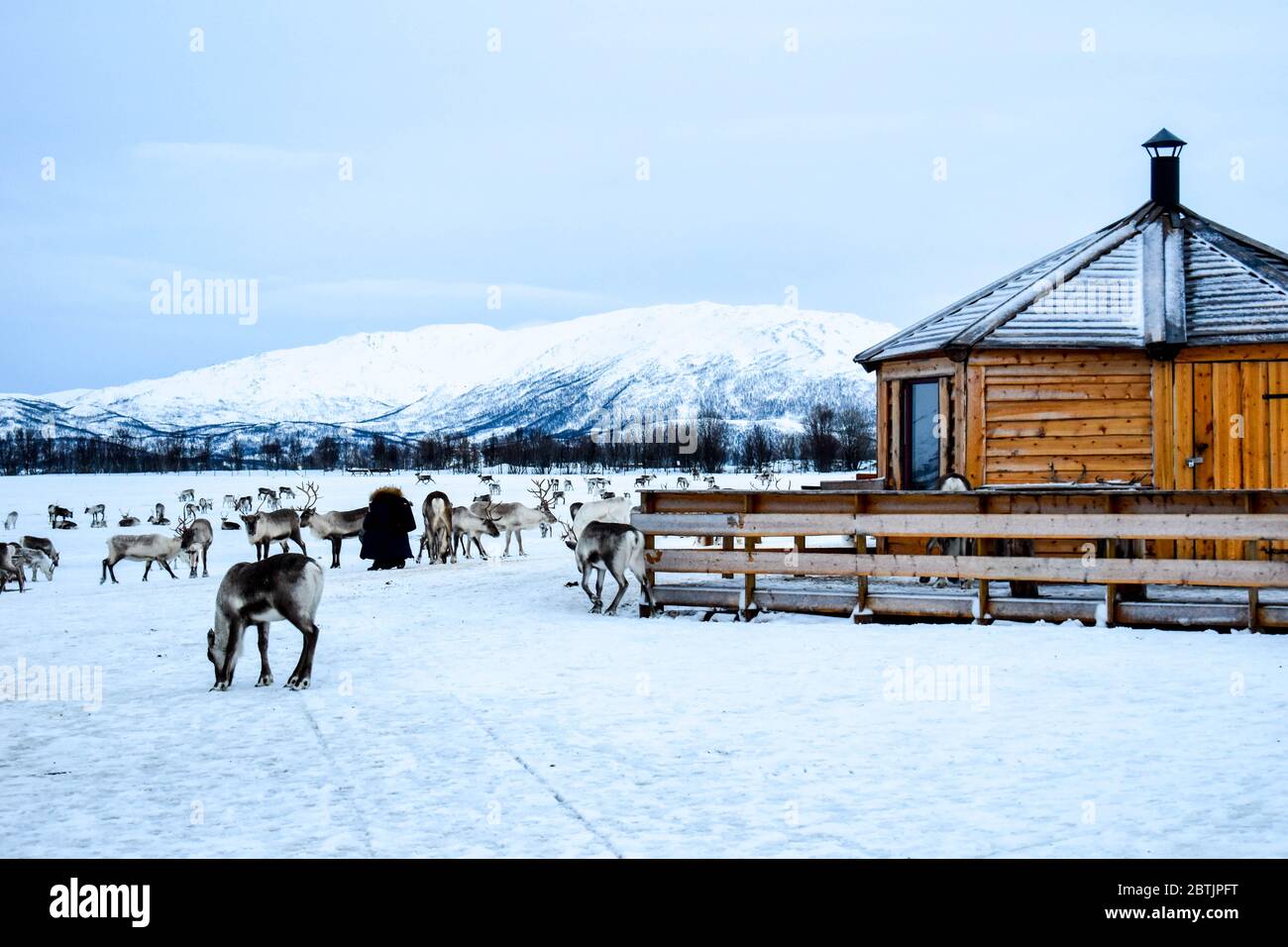 Traditional Sami camp with reindeer herd Stock Photo - Alamy
