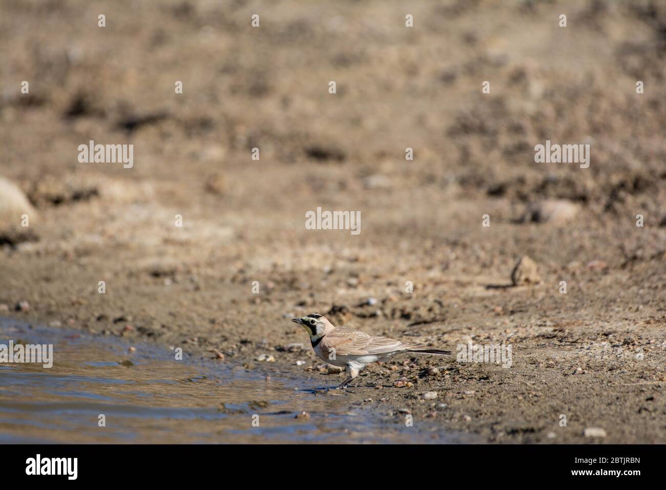 Horned Lark (Eremophila alpestris) from Weld County, Colorado, USA ...
