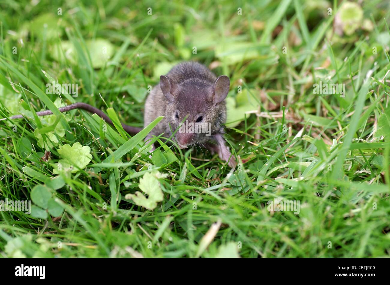 Lesser white toothed shrew crocidura suaveolens hi-res stock ...