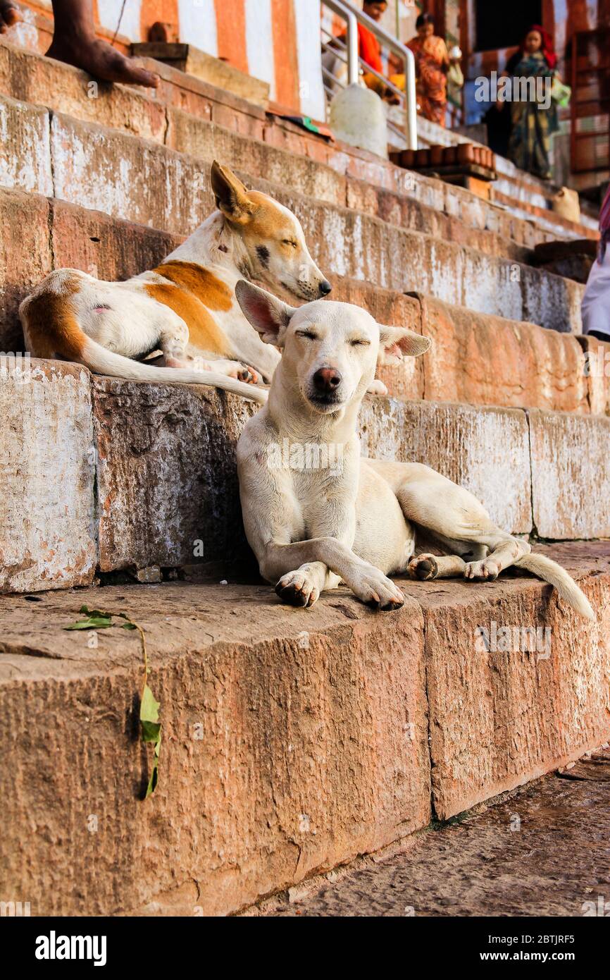 Stairs to river ganges hi-res stock photography and images - Alamy