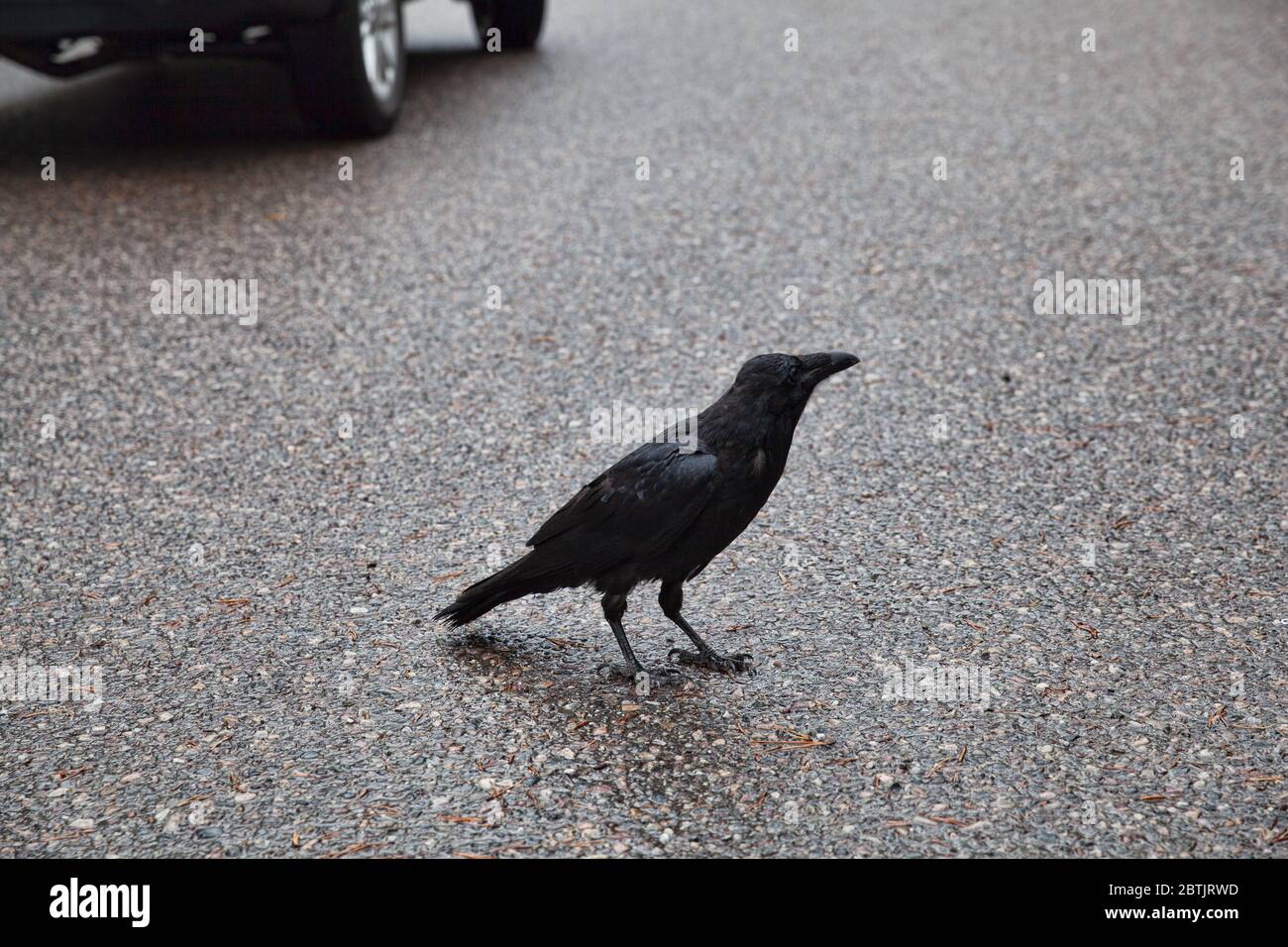Black Raven standing still, Banff National Park Stock Photo - Alamy