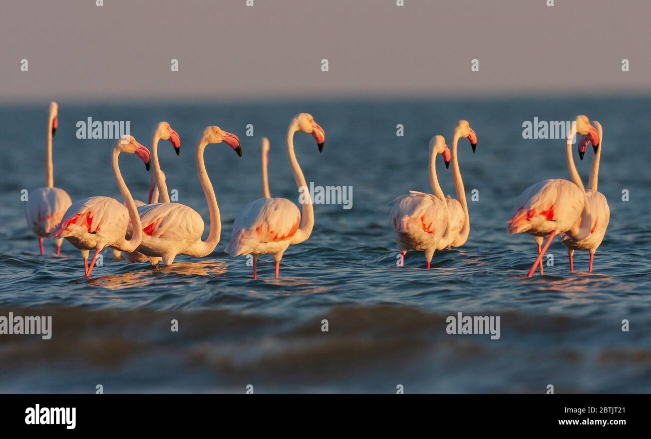 Greater Flamingo wading in the shallow water in Mandvi coast (Gujarat ...