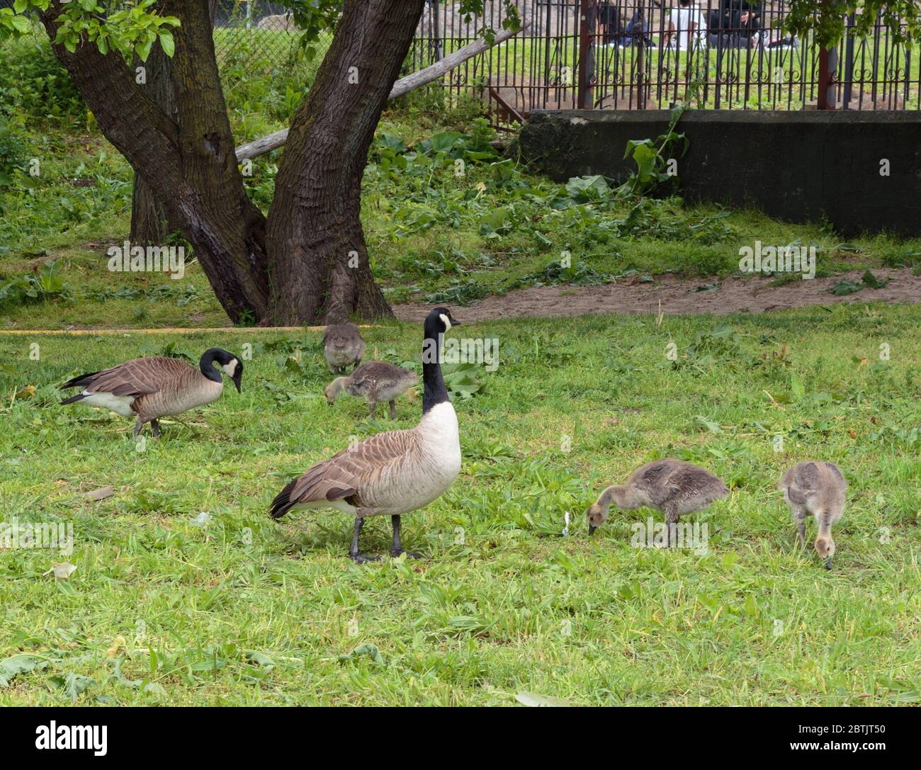 a family of Canadian Geese in a park pecking at food on the ground ...