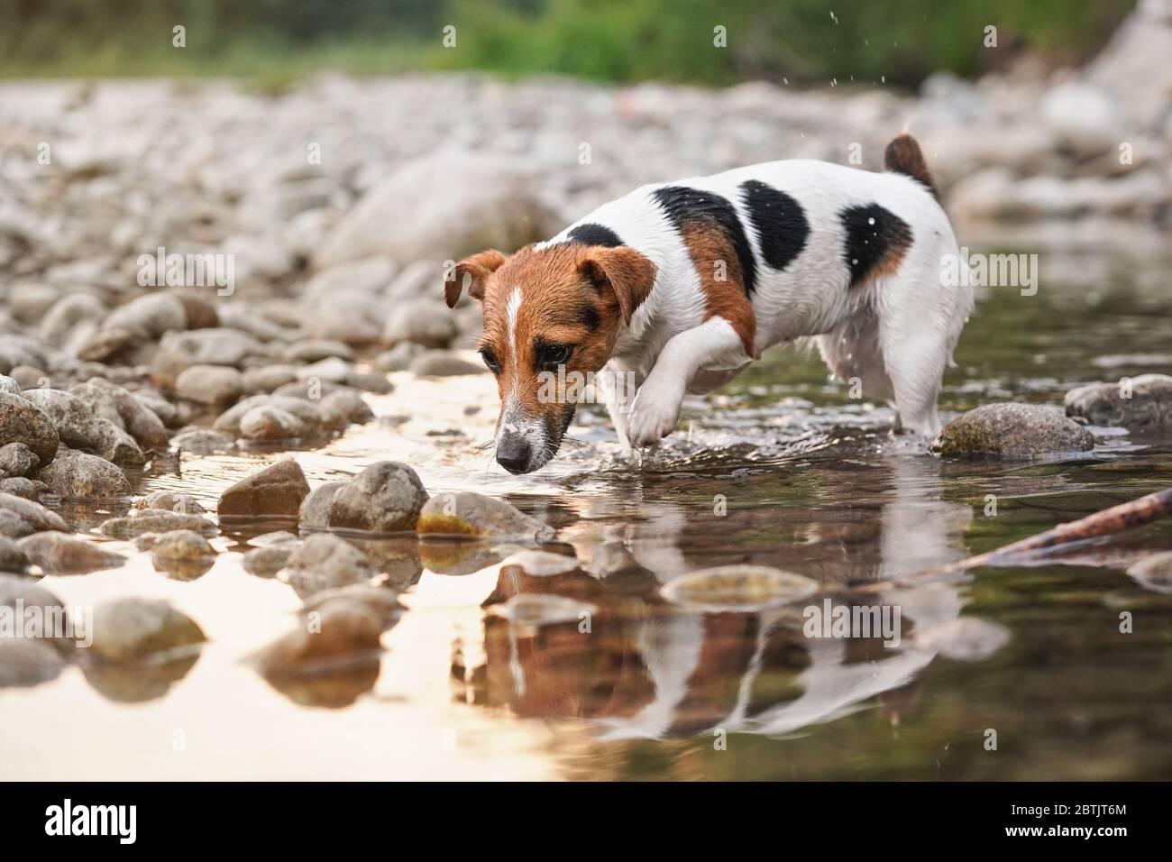Small Jack Russell terrier walking near shallow river shore, exploring ...