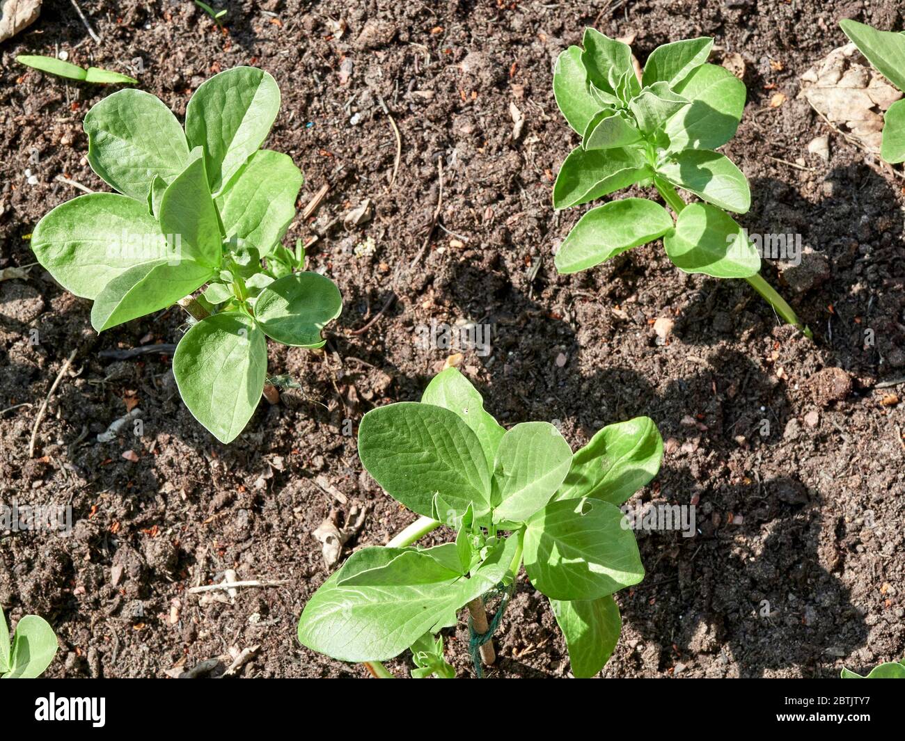 Broad bean leaf hi-res stock photography and images - Alamy