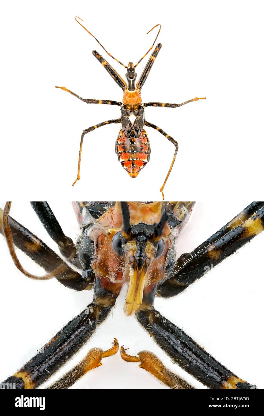 Collage of an Orange Assassin Bug Nymph showing top down view and ...