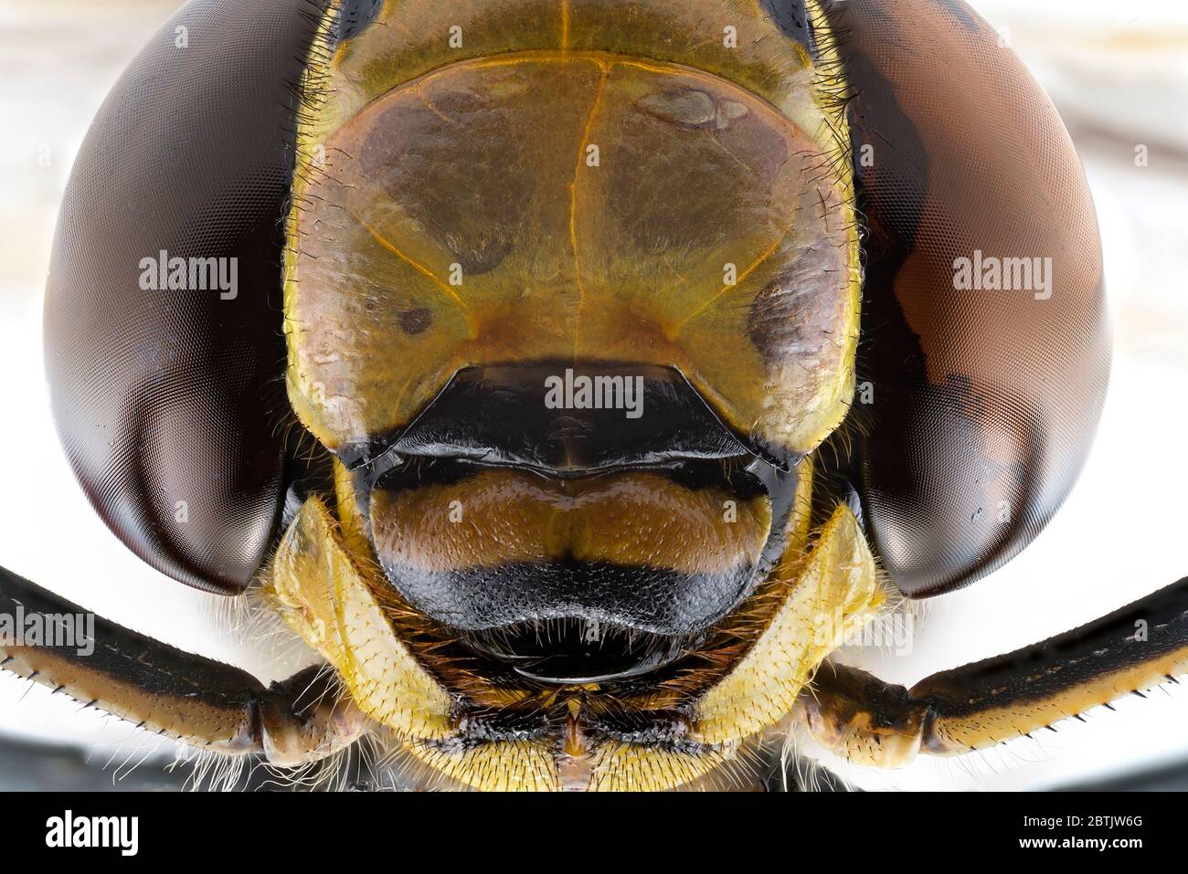 Extreme macro close up of the face of an Australian Emperor Dragonfly ...