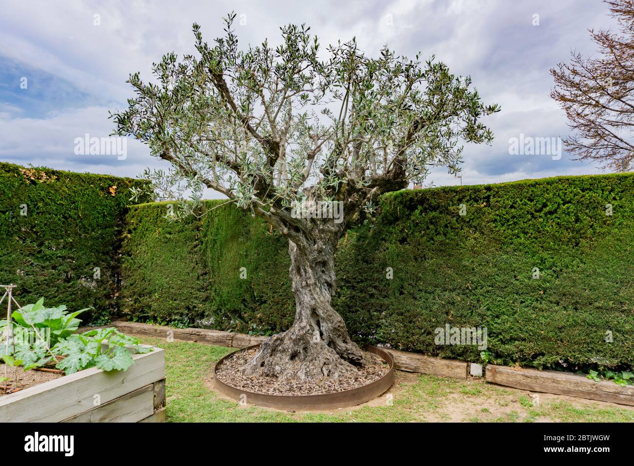 Terraced green landscape olive tree hi-res stock photography and images ...
