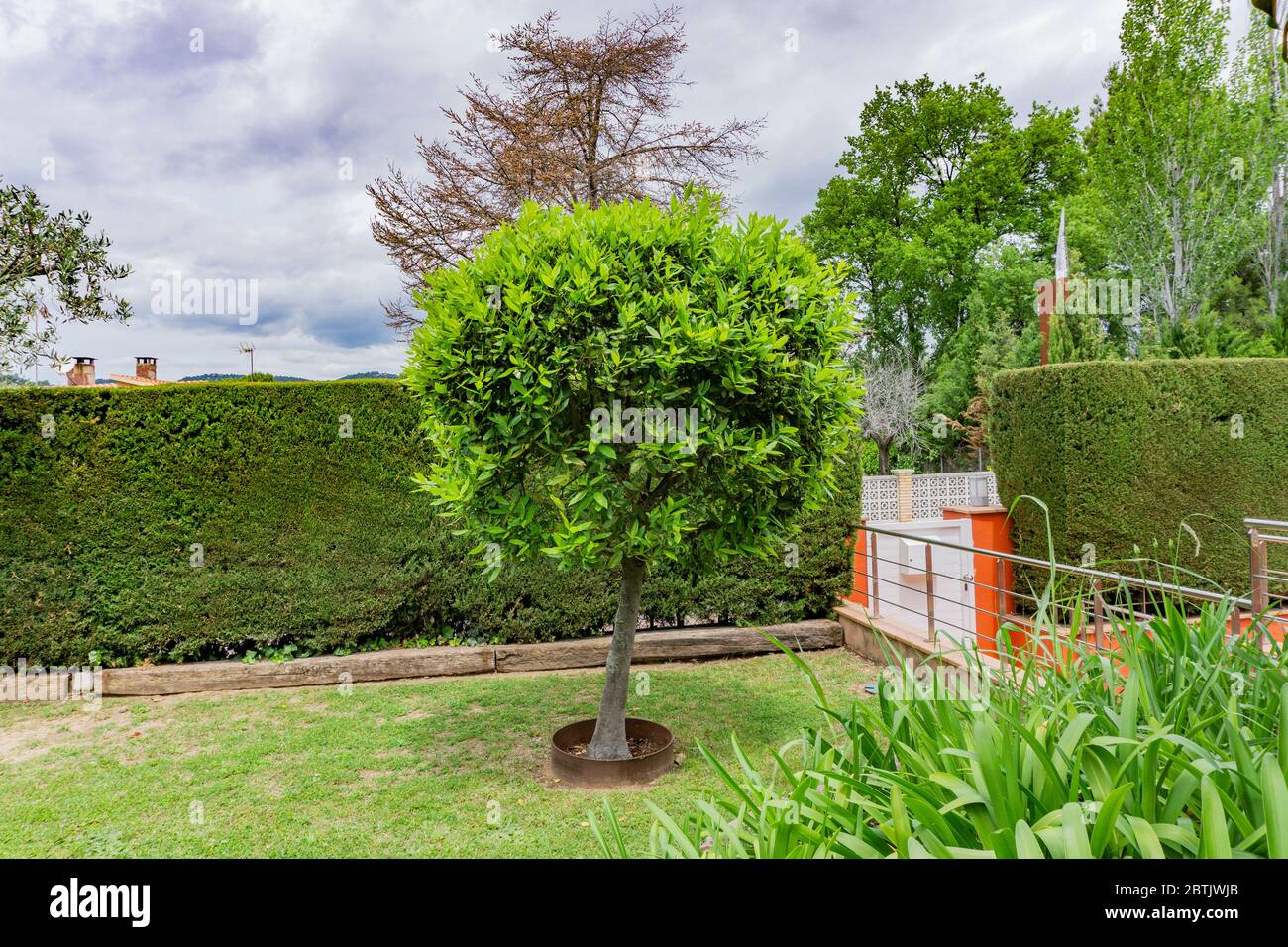tree isolated in garden at home Stock Photo - Alamy