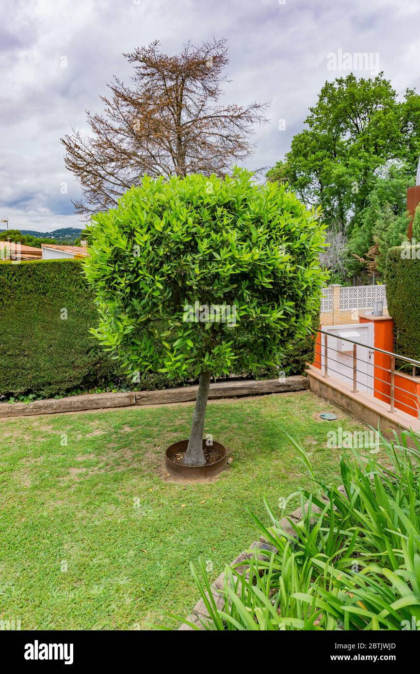 tree isolated in garden at home Stock Photo - Alamy