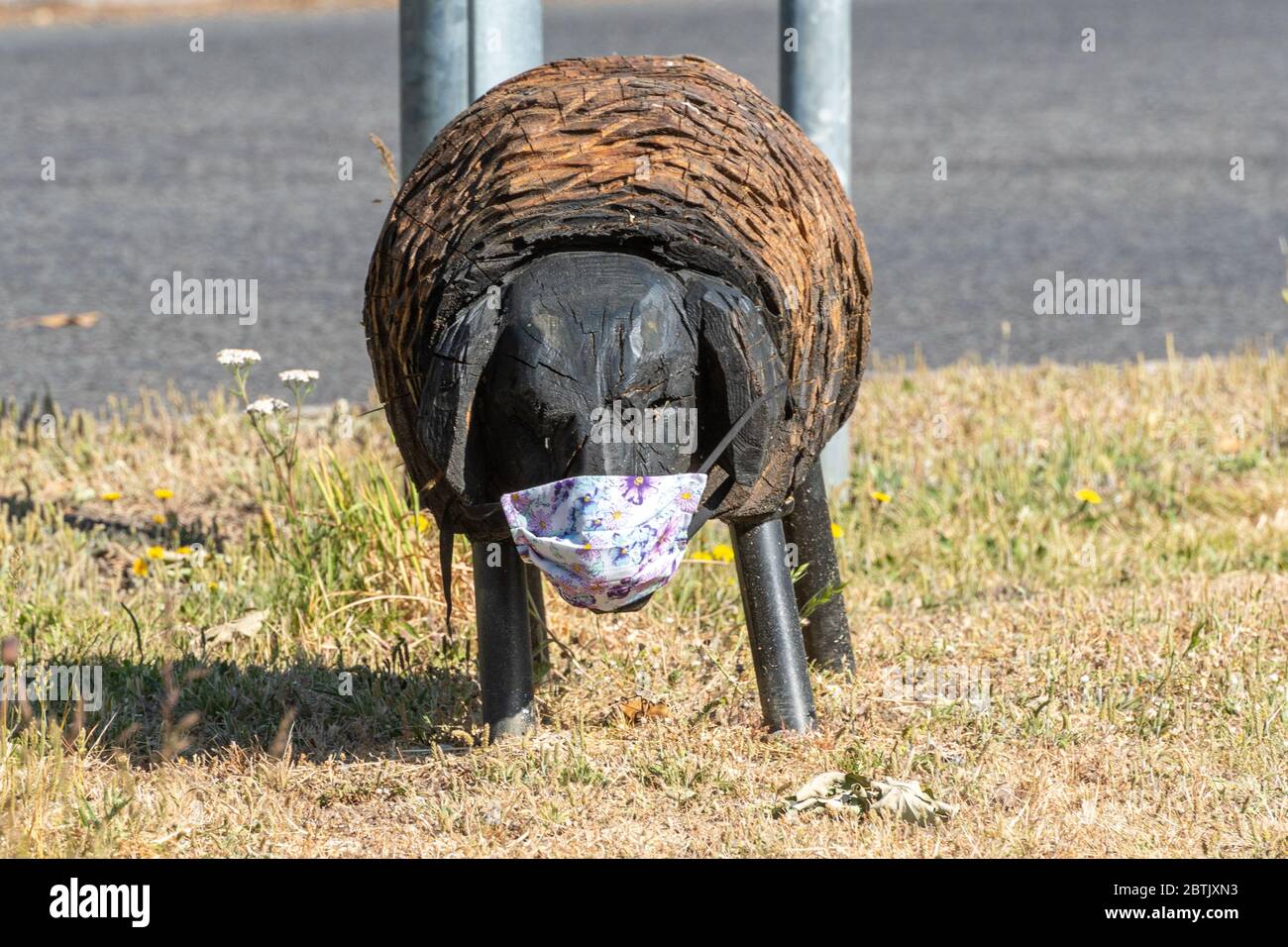Wooden sheep sculpture wearing a protective face mask during the 2020 ...