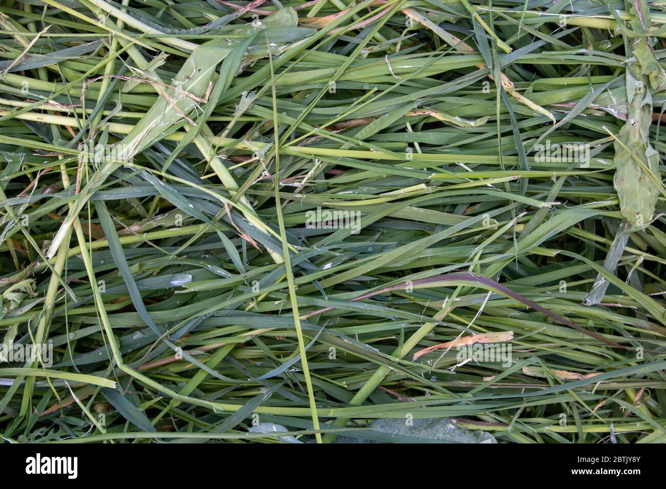 Fresh hay texture as a natural background Stock Photo - Alamy
