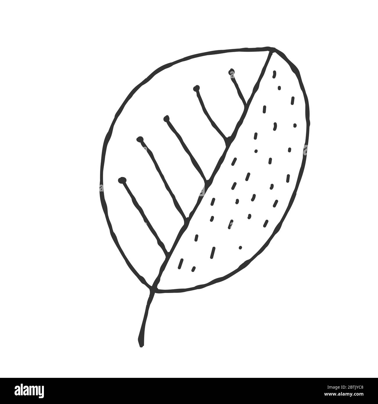 Vector hand-drawn illustration of a plant leaf in the Doodle style. An ...