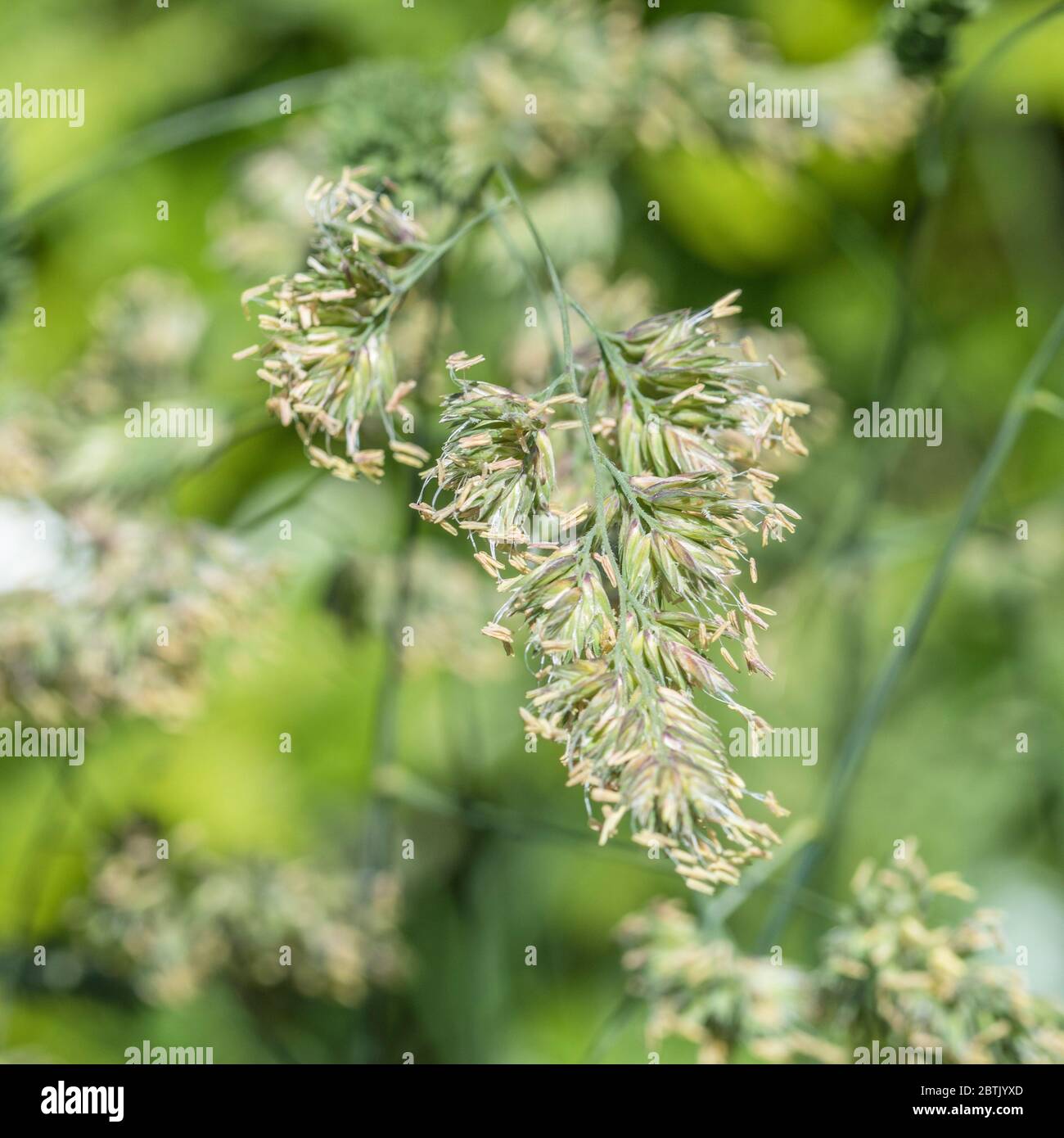 Cocksfoot grass hi-res stock photography and images - Alamy
