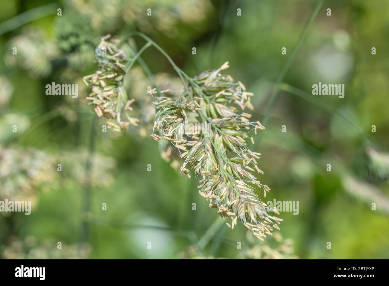 Wind pollinated grasses hi-res stock photography and images - Alamy