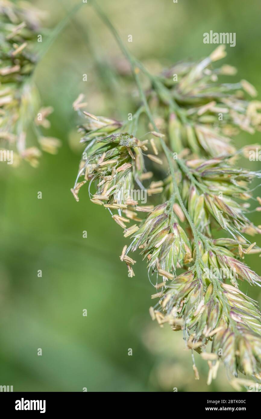 Cocksfoot grass hi-res stock photography and images - Alamy