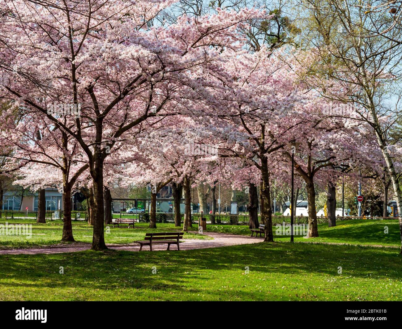 Stunningly beautiful pink sakura trees bloom in Strasbourg. France ...