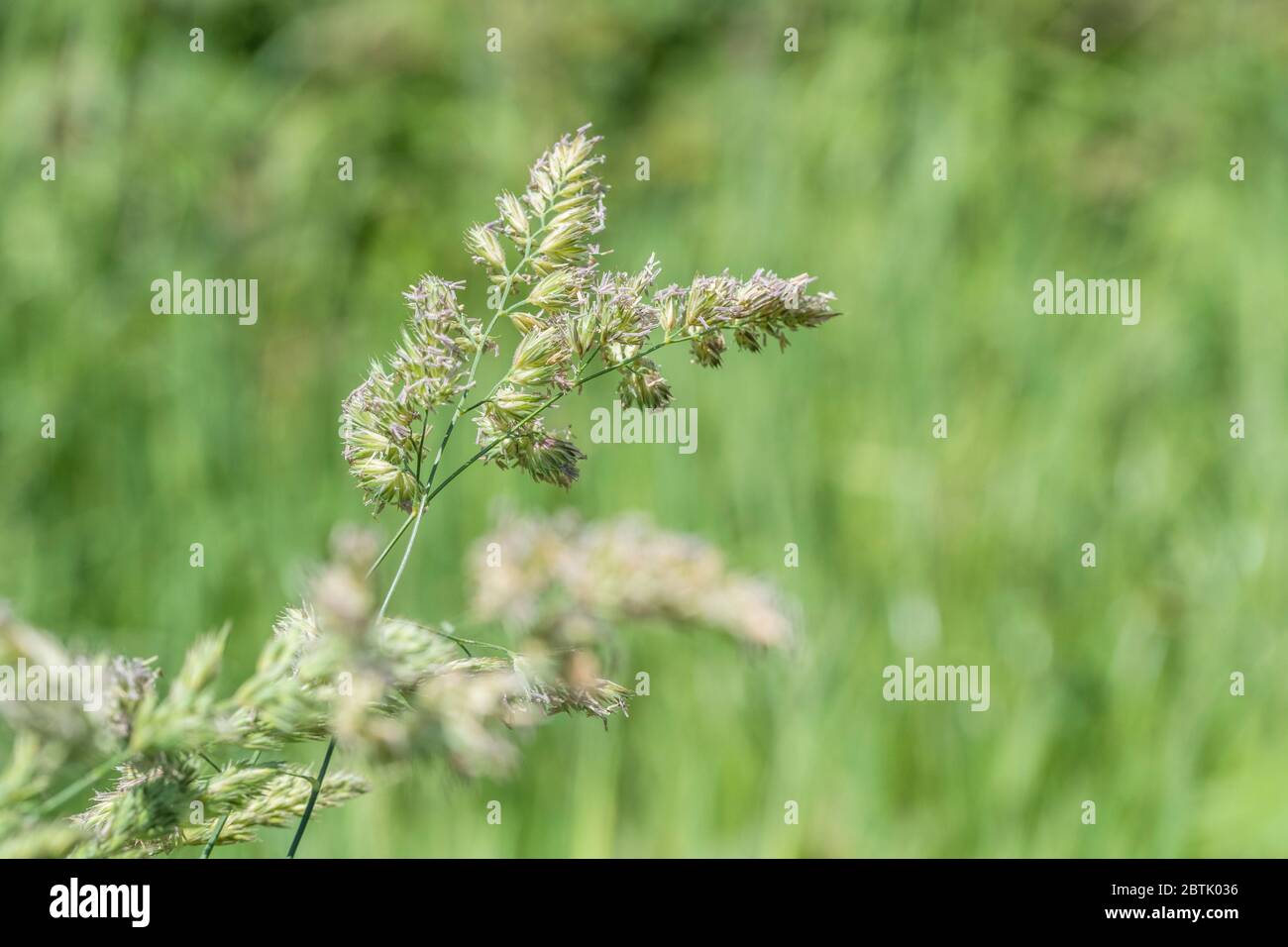 Orchard Grass Identification