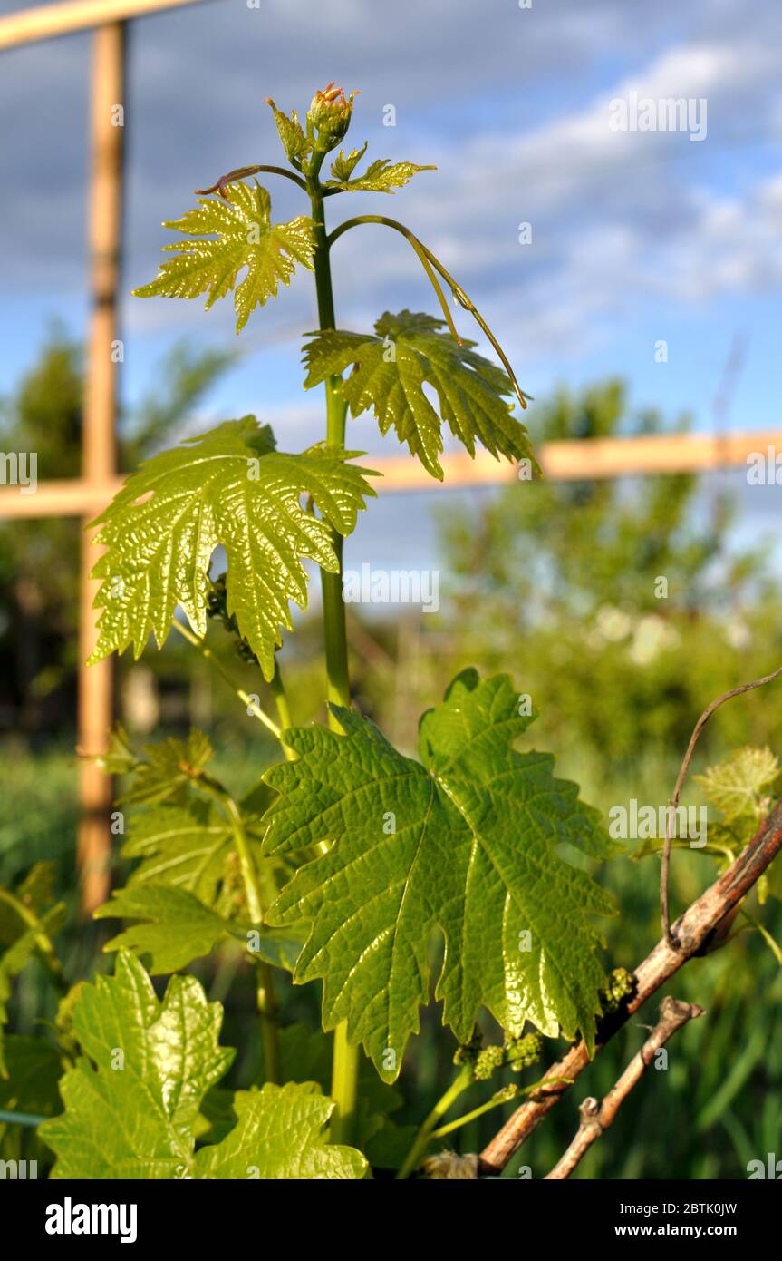 Young grape vine hi-res stock photography and images - Alamy
