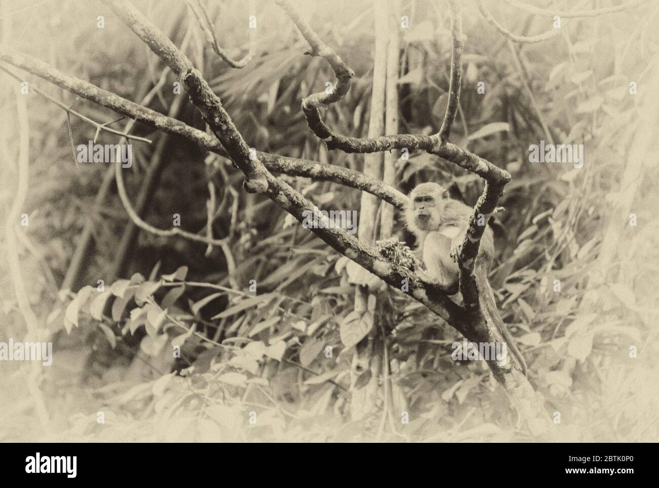 Macaque monkey eating fruits high in a tree Stock Photo - Alamy