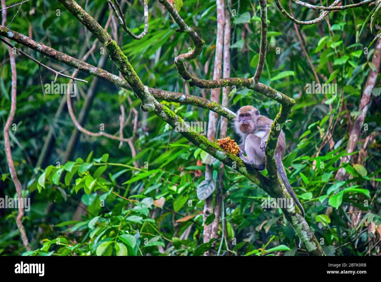 Macaque monkey eating fruits high in a tree Stock Photo - Alamy